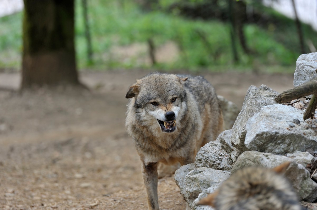 Not Yet the Death Rattle by Marcia Mount Shoop