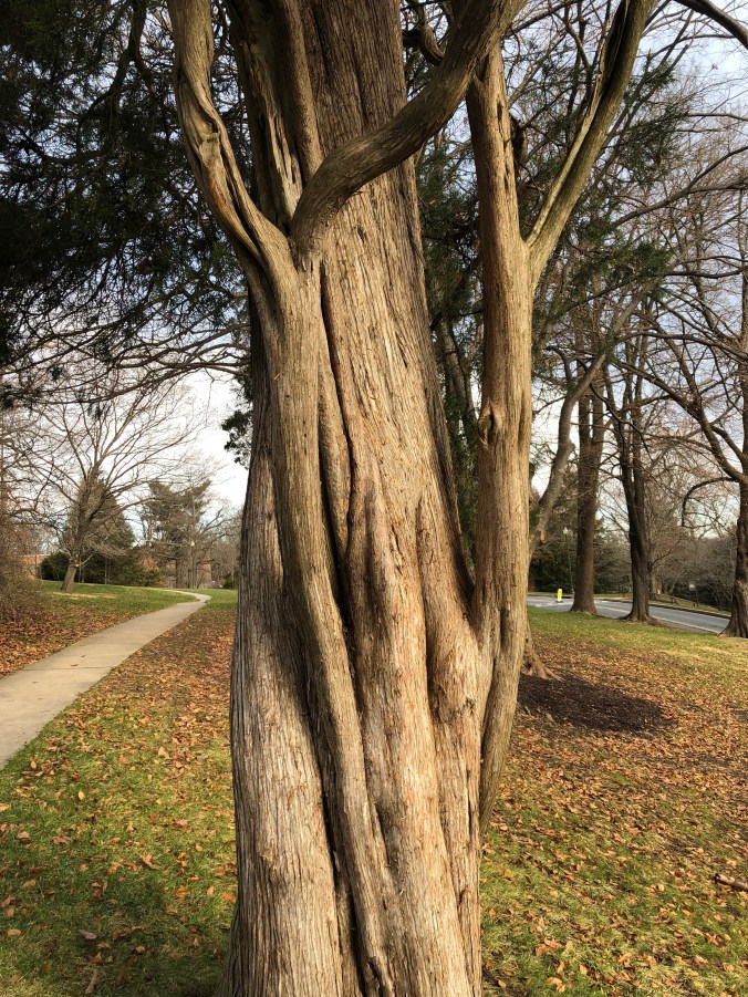 From the Archives: Tree of Life: The Festival of the Trees in an Age of ...
