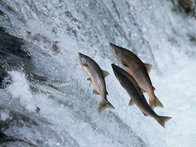 Salmon of Wisdom by Judith Shaw – Feminism and Religion