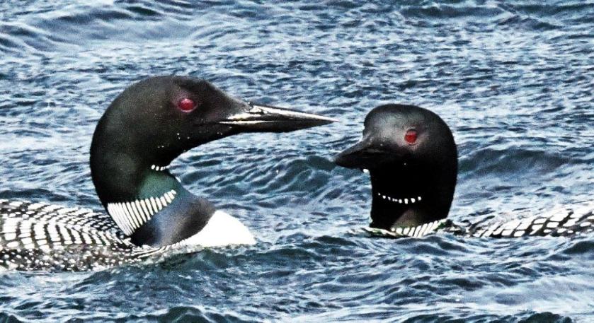 Patriarchy – For Love of Predators by Sara Wright – Feminism and Religion