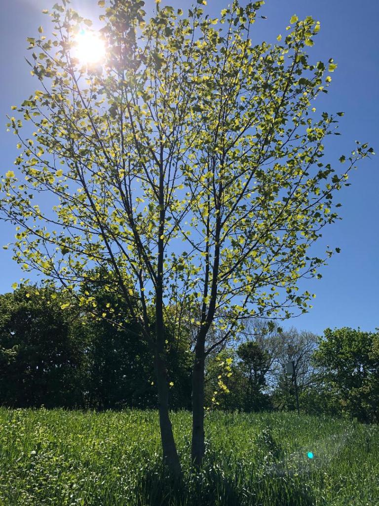 Jonnet Lies Under the Thorn Tree, 1634 by Carolyn Lee Boyd – Feminism ...