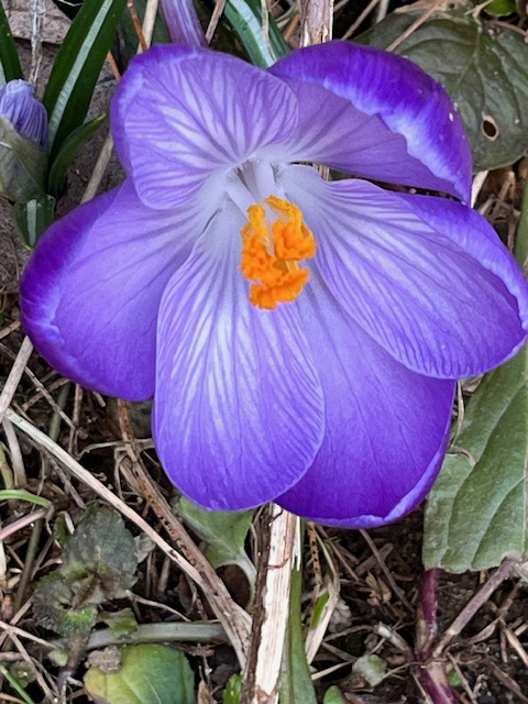 ‘Forget Me Not’ by Sara Wright