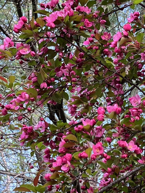 Mayflower Crowning by Sara Wright