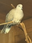 NPR meets My Telepathic Bird Lily b, part 2 by Sara Wright – Feminism ...